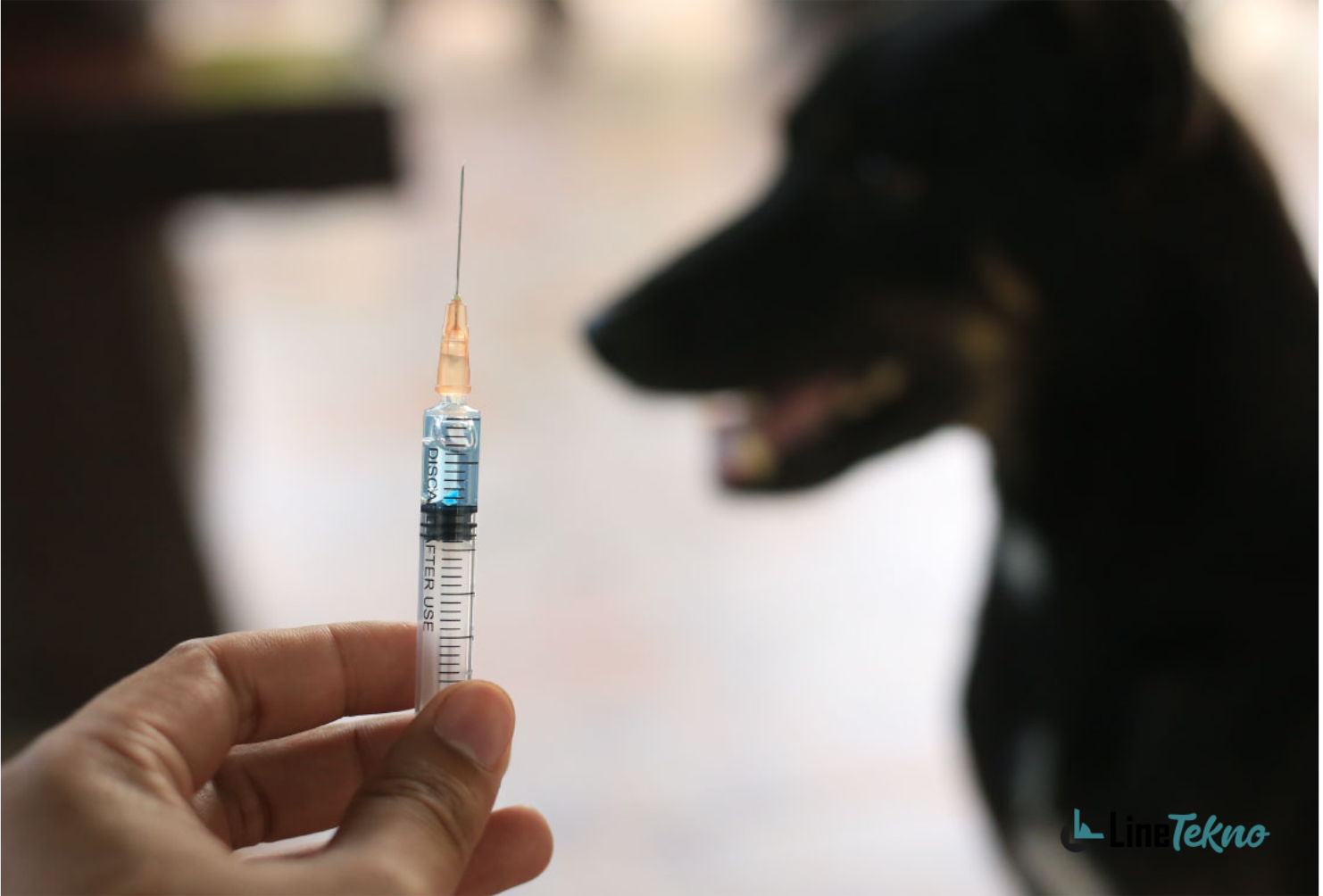 Biaya Vaksin Rabies untuk Manusia | LineTekno